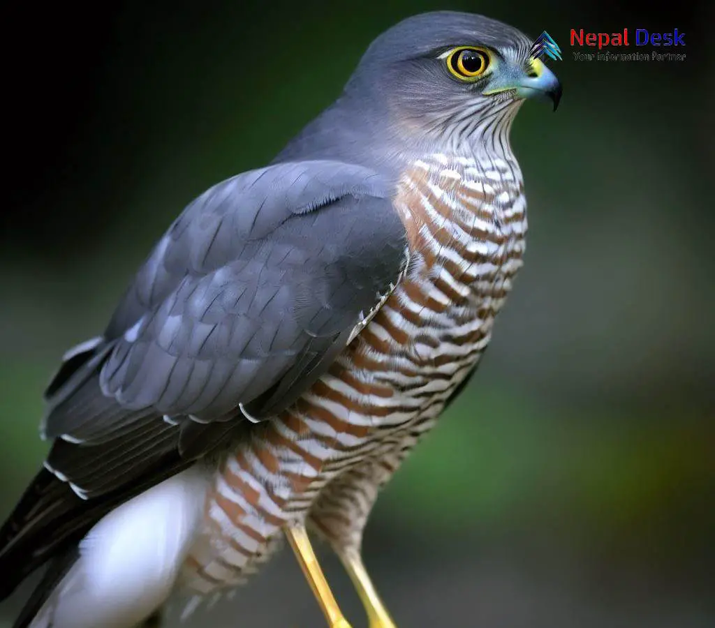 Black Baza: Majestic with Shadows of Elegance | Nepal Desk